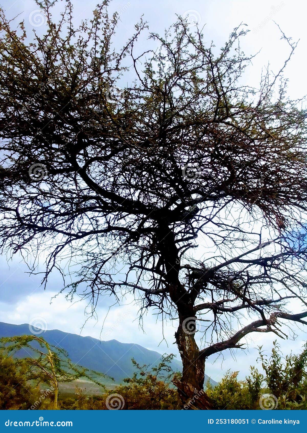 Bare Tree with Hills on the Background, August 2022 in Kenya Stock Image - Image of tree ...
