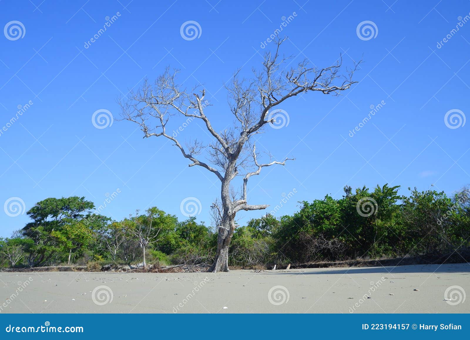 Tree without Leaves on the Beach Stock Image - Image of sand, coastline ...
