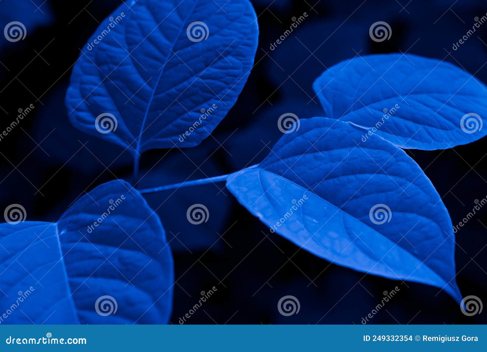 Tree leaves in blue light stock photo. Image of texture - 249332354