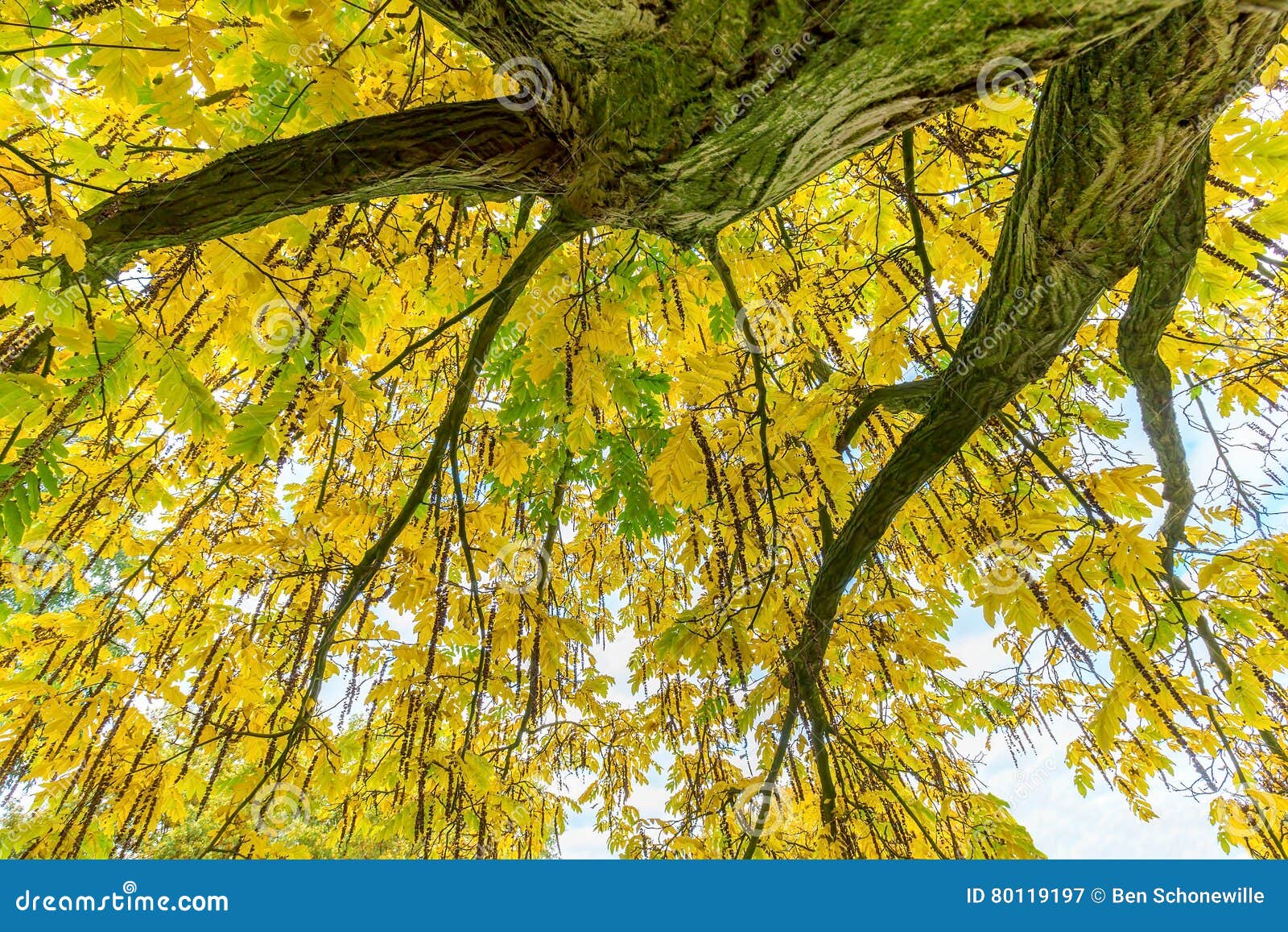 Tree Leaves and Branches from Below in Fall Stock Image - Image of ...