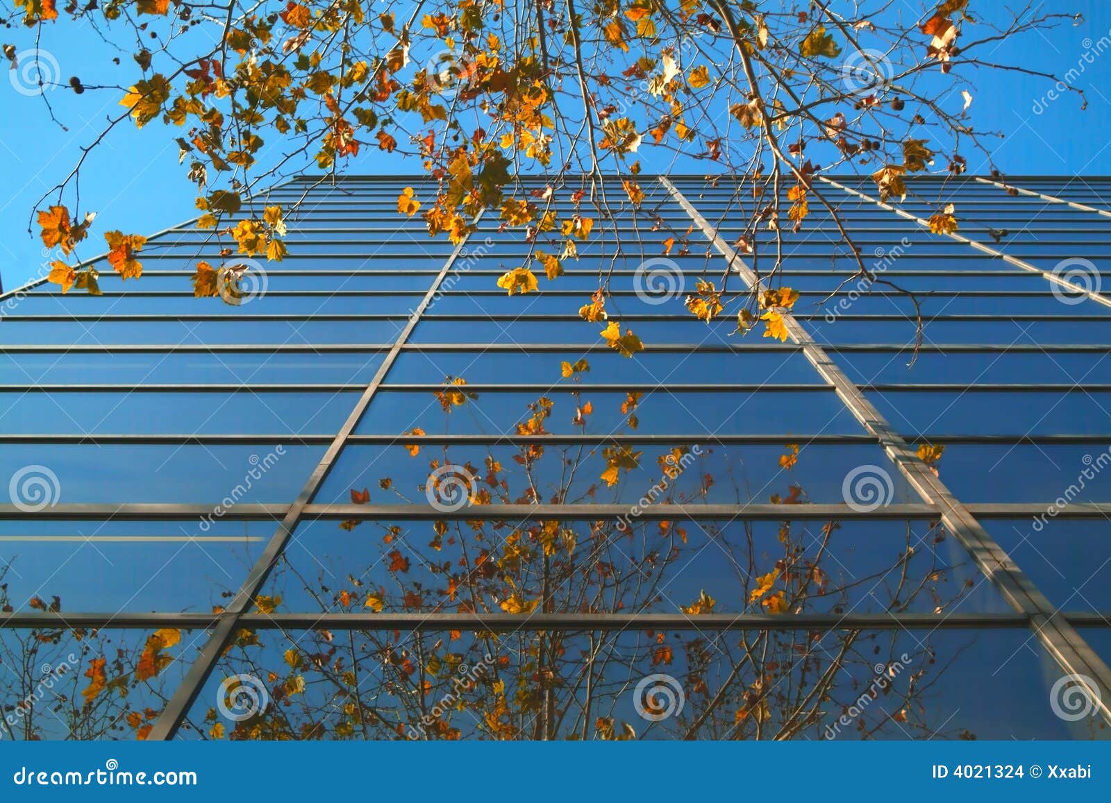 Tree leaves building stock photo. Image of reflection - 4021324