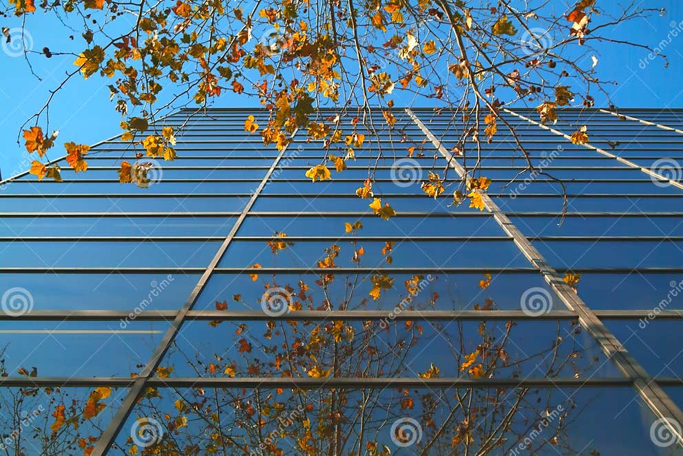 Tree leaves building stock photo. Image of reflection - 4021324