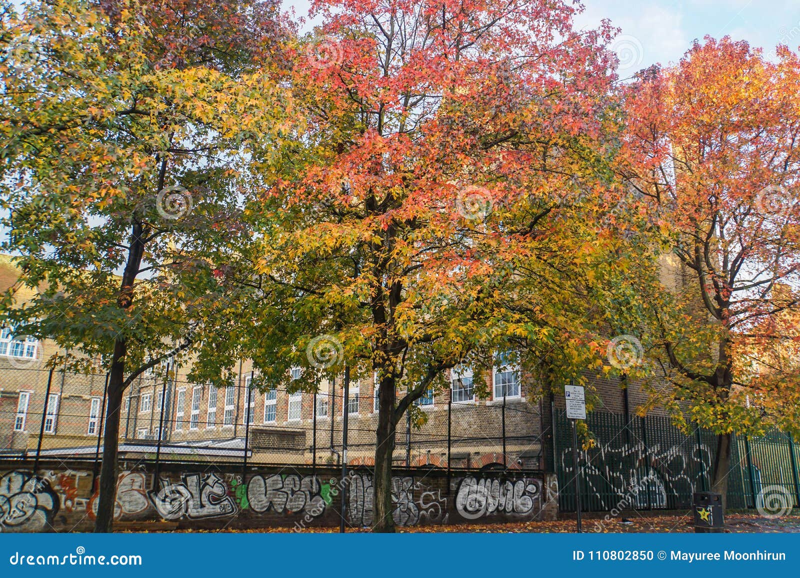 Tree Leaves Change Color in Autumn Stock Photo - Image of flora, color ...