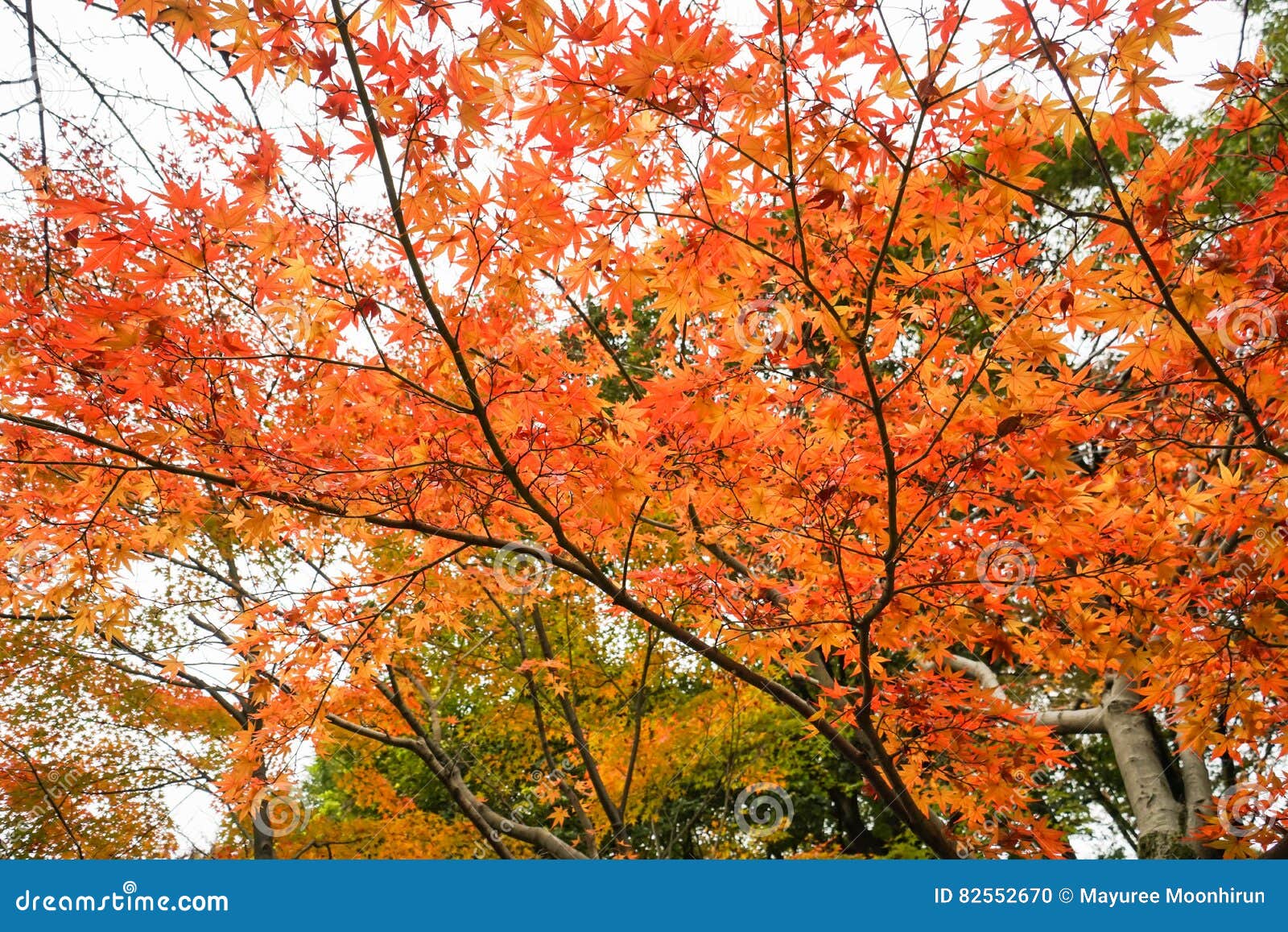 Tree Leaves Change Color in Autumn Stock Photo - Image of beauty ...