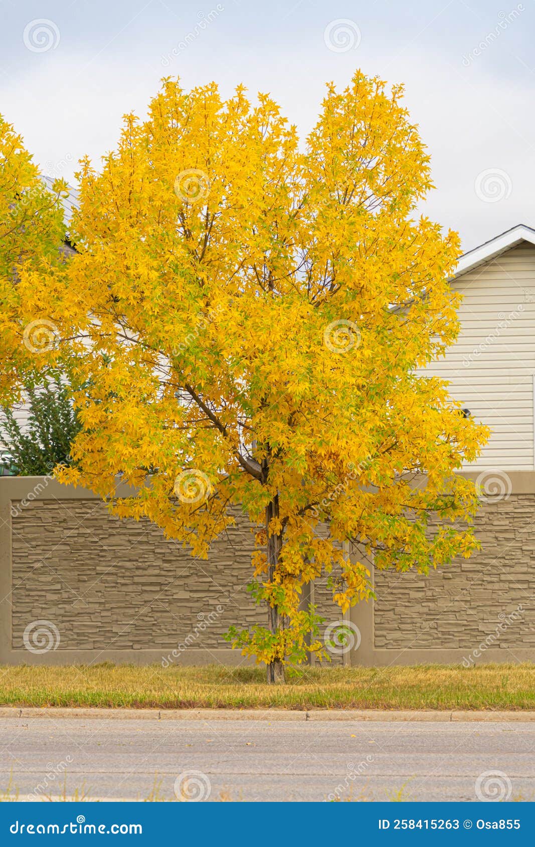 Tree Leaves Changing Color for Fall Autumn Stock Image - Image of gold ...