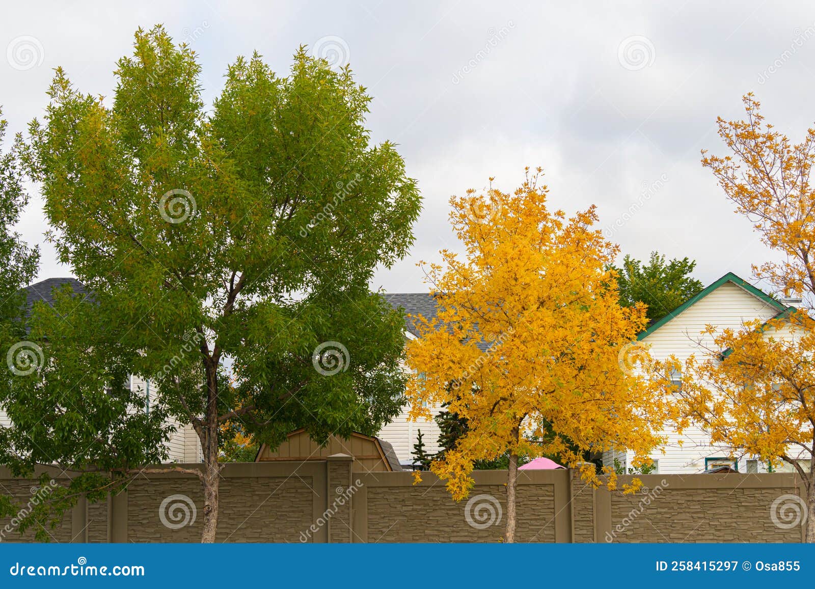 Tree Leaves Changing Color for Fall Autumn Stock Image - Image of ...
