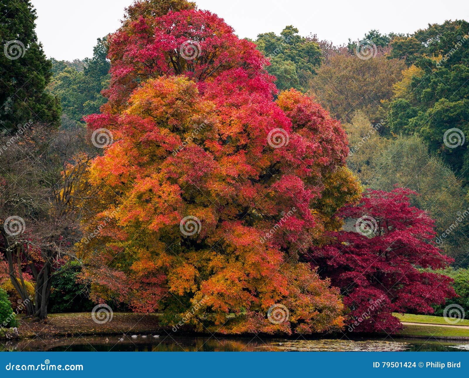 Tree Leaves Changing Colour Stock Photo - Image of landscape ...