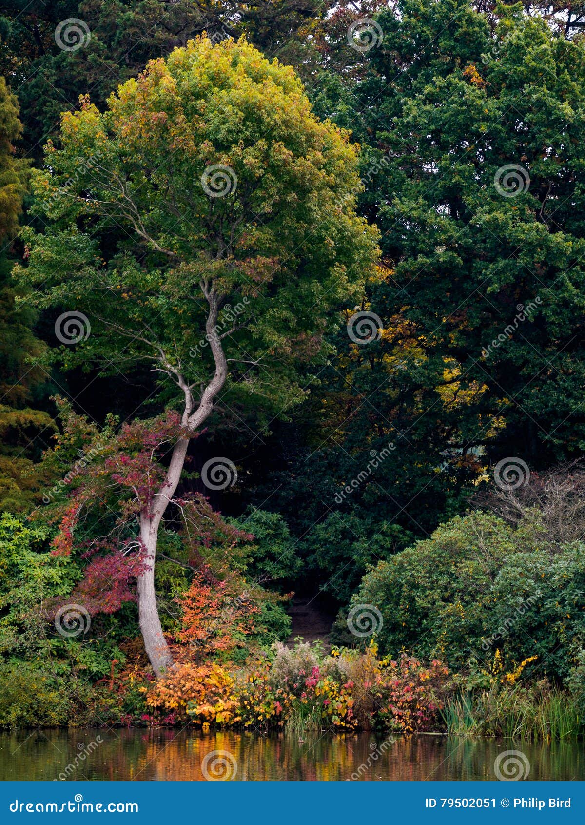Tree Leaves Changing Colour Stock Image - Image of park, colour: 79502051