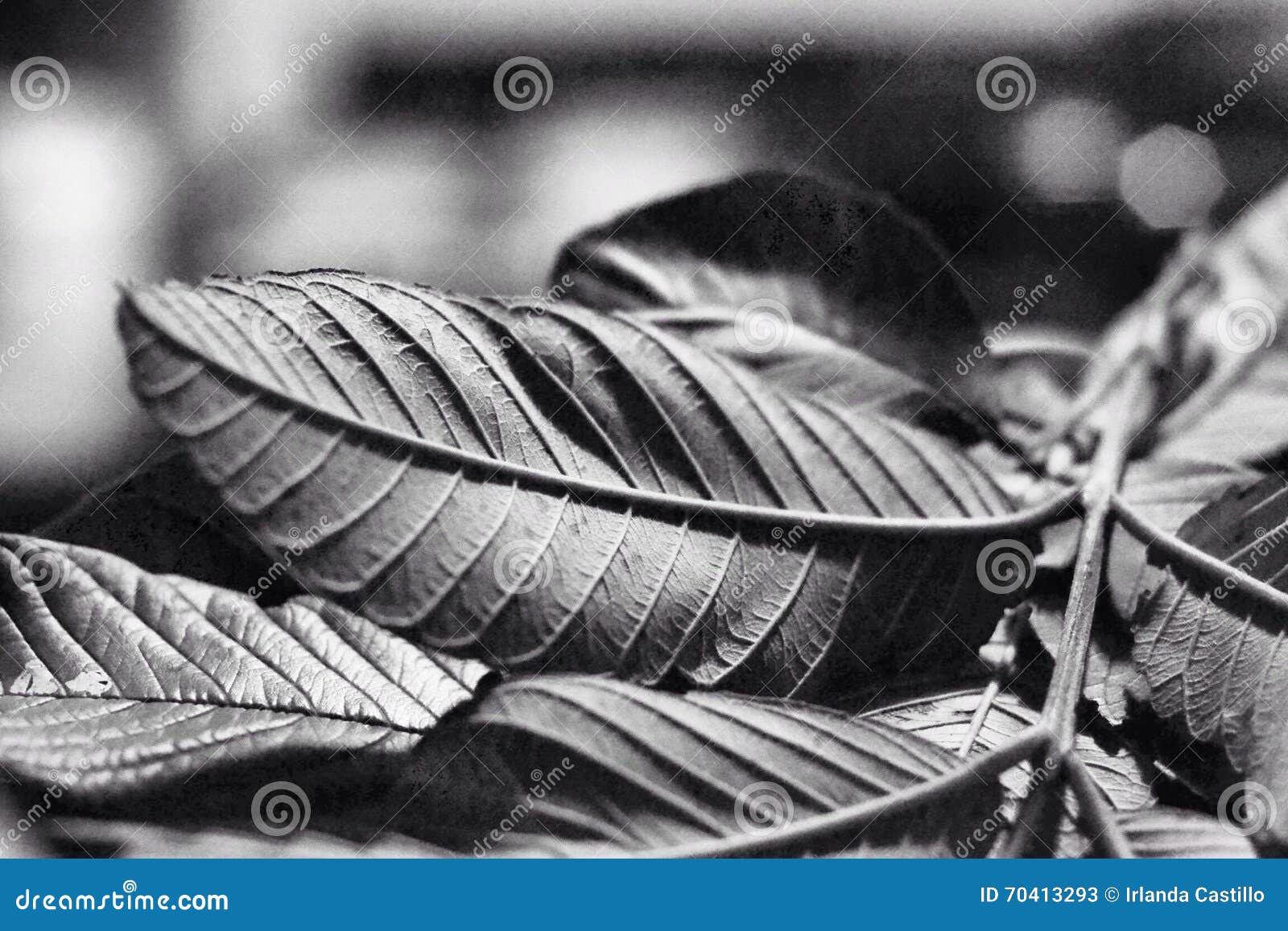 Tree leaves without color stock image. Image of leaves - 70413293