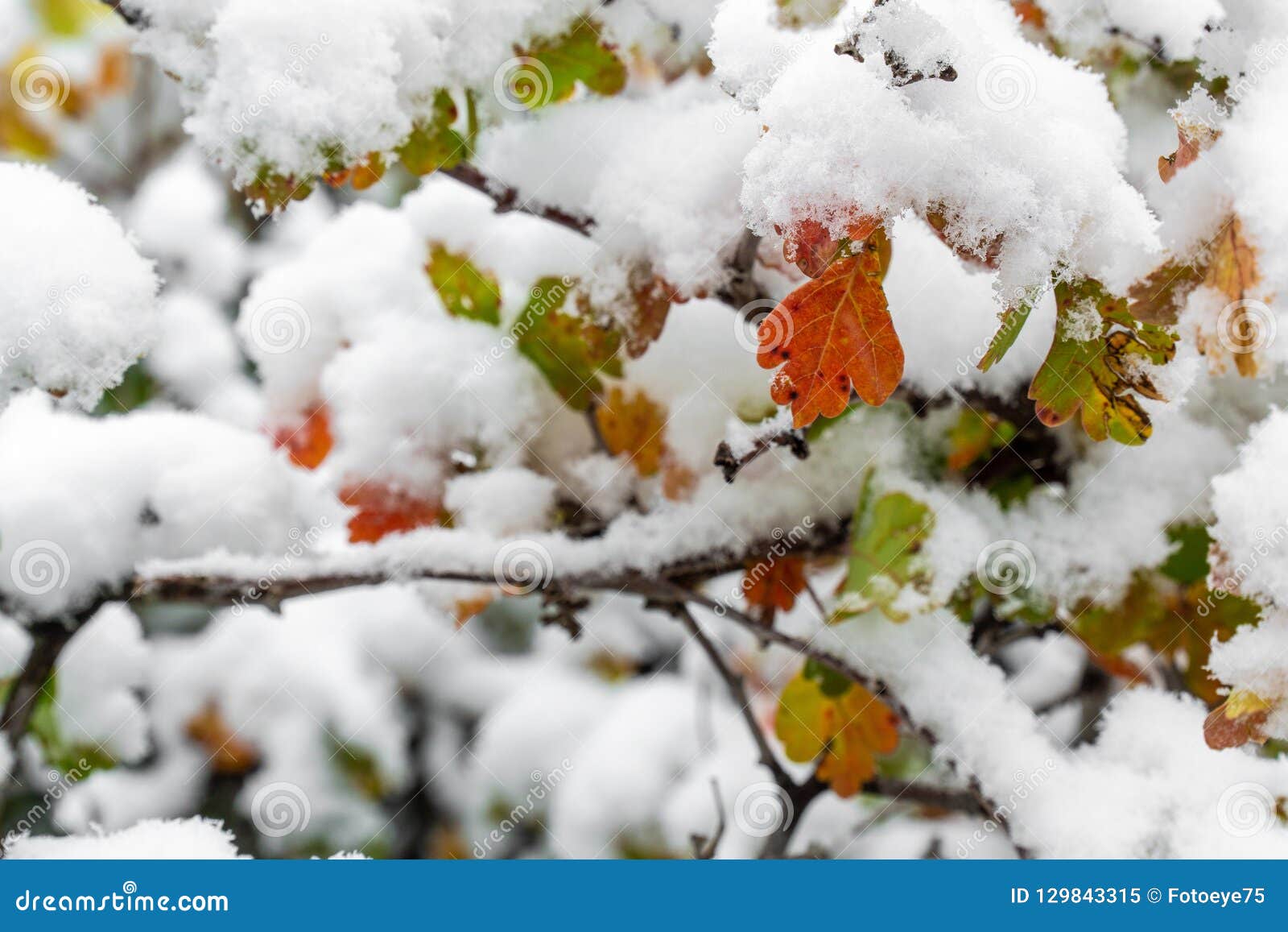 Tree and Leaves Covered in Snow in Winter Stock Image - Image of frozen ...