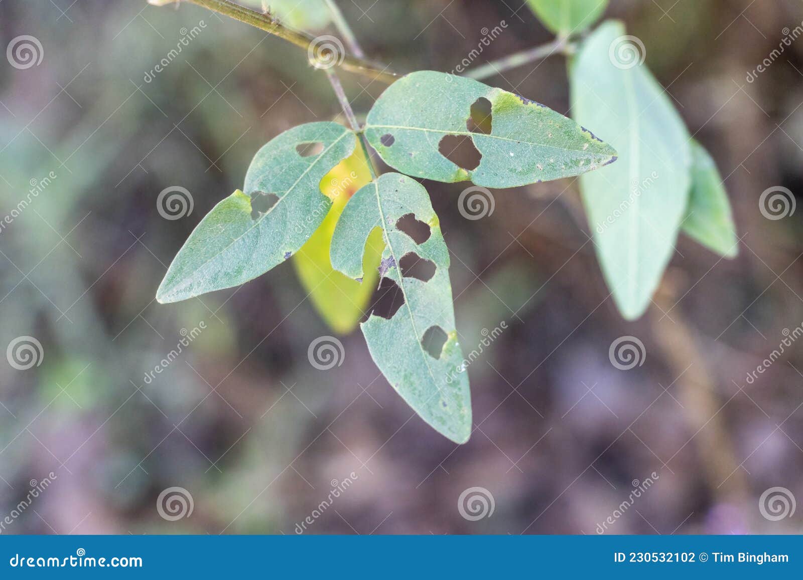 Tree Leaves Damaged by Bugs Stock Photo - Image of wild, nature: 230532102