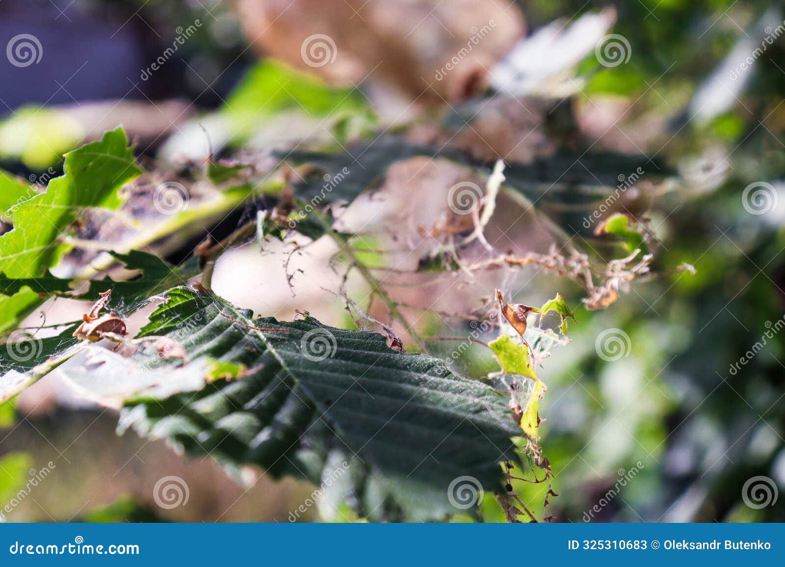 Tree Leaves Damaged by Pests Stock Image - Image of nature, plant ...