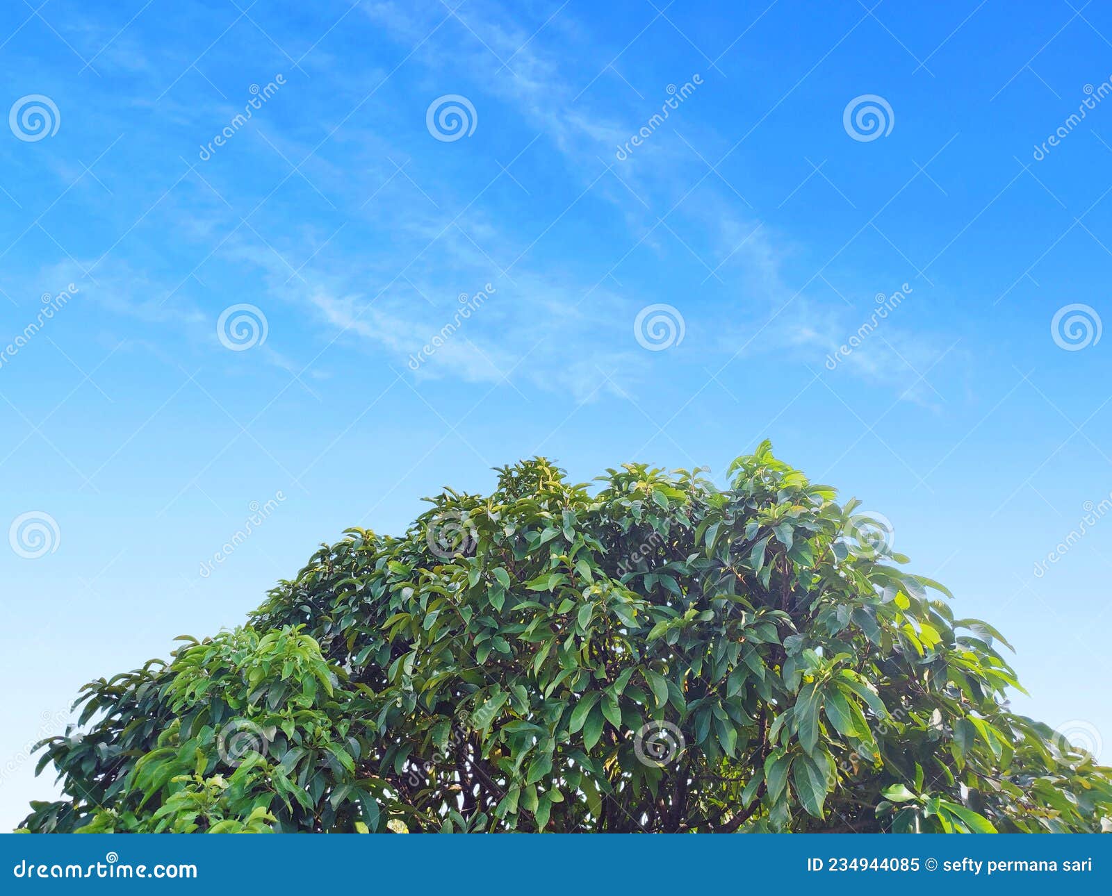 Tree Leaves and Daytime Sky at One of the Park in Depok Stock Image ...