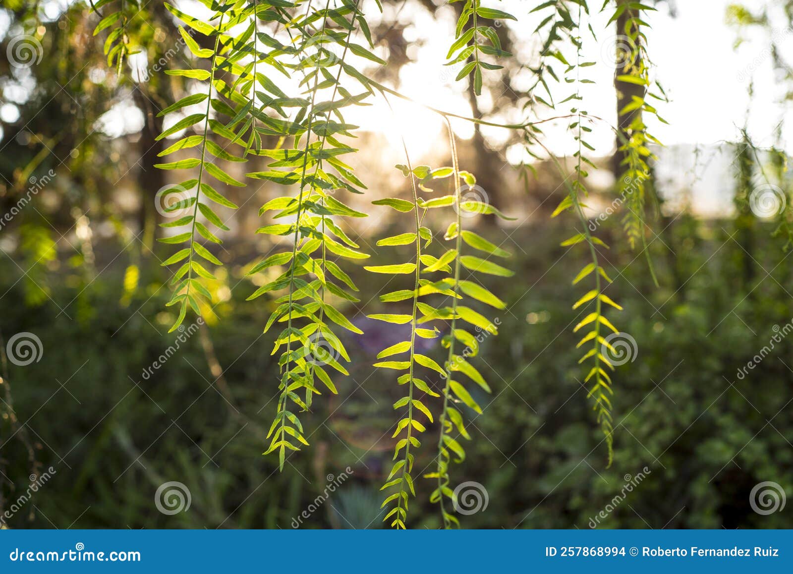 Tree Leaves Dimly Lit in the Twilight Stock Photo - Image of branch ...