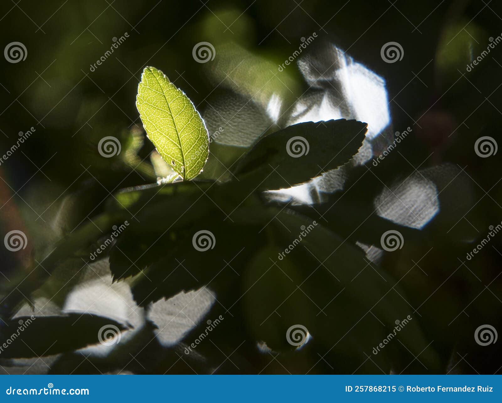 Tree Leaves Dimly Lit in the Twilight Stock Image - Image of yellow ...
