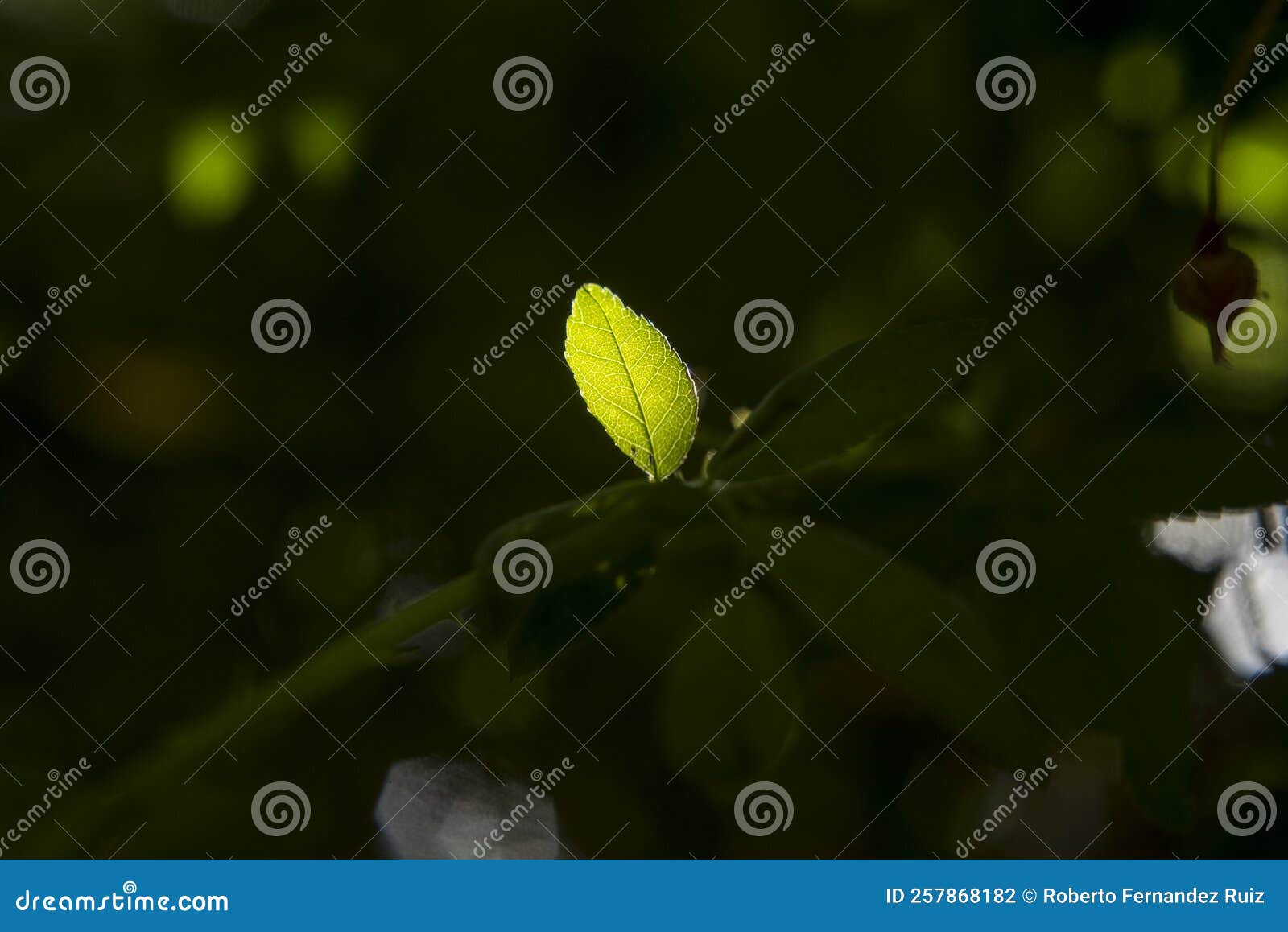 Tree Leaves Dimly Lit in the Twilight Stock Photo - Image of autumn ...