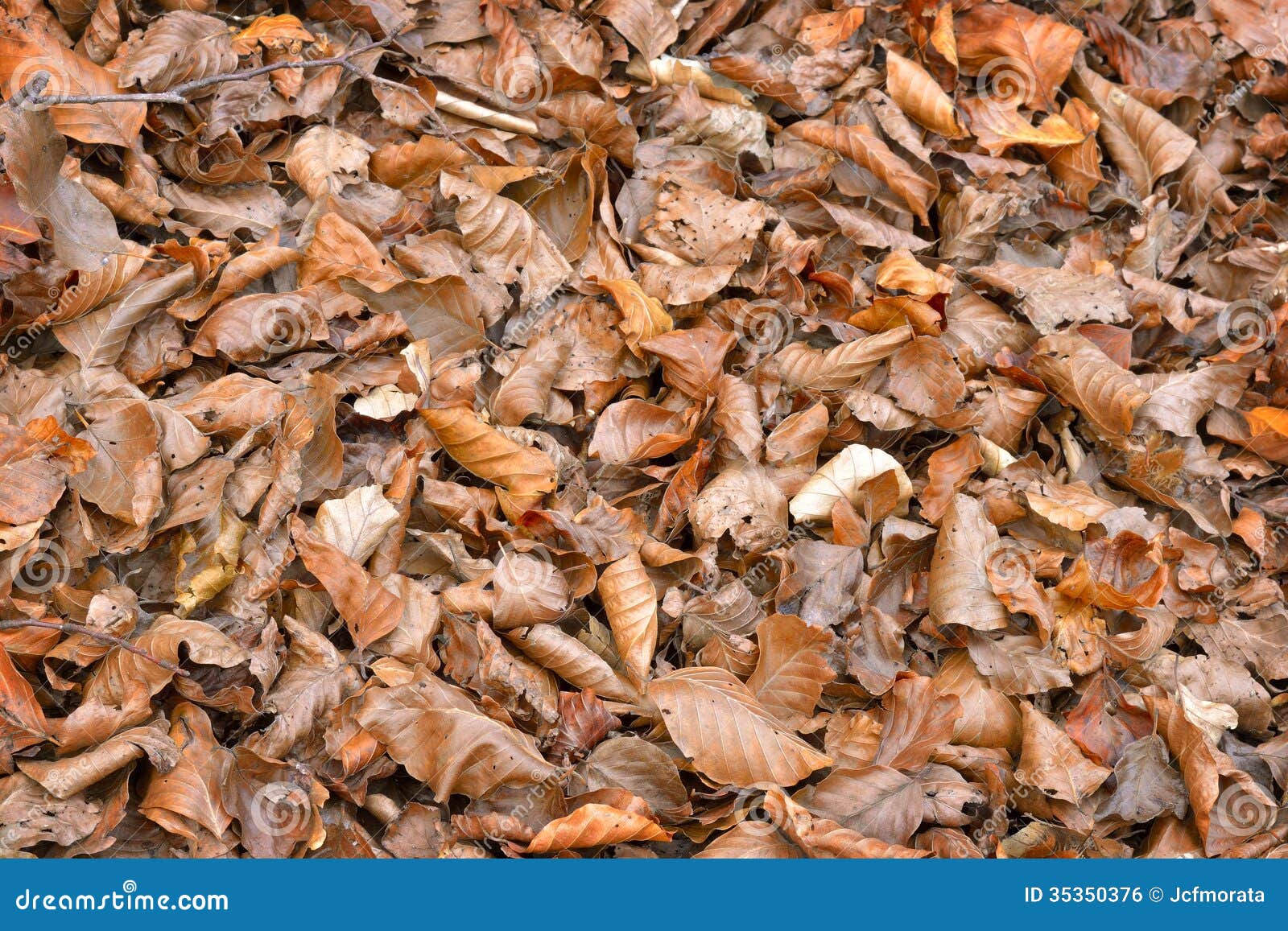 Tree leaves dry stock photo. Image of abstract, bunch - 35350376