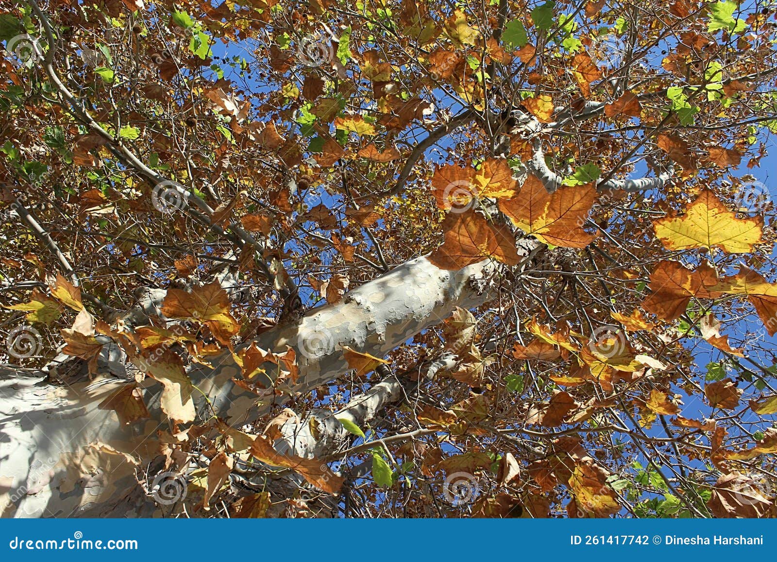 A drying tree . . stock photo. Image of shrub, trunk - 261417742