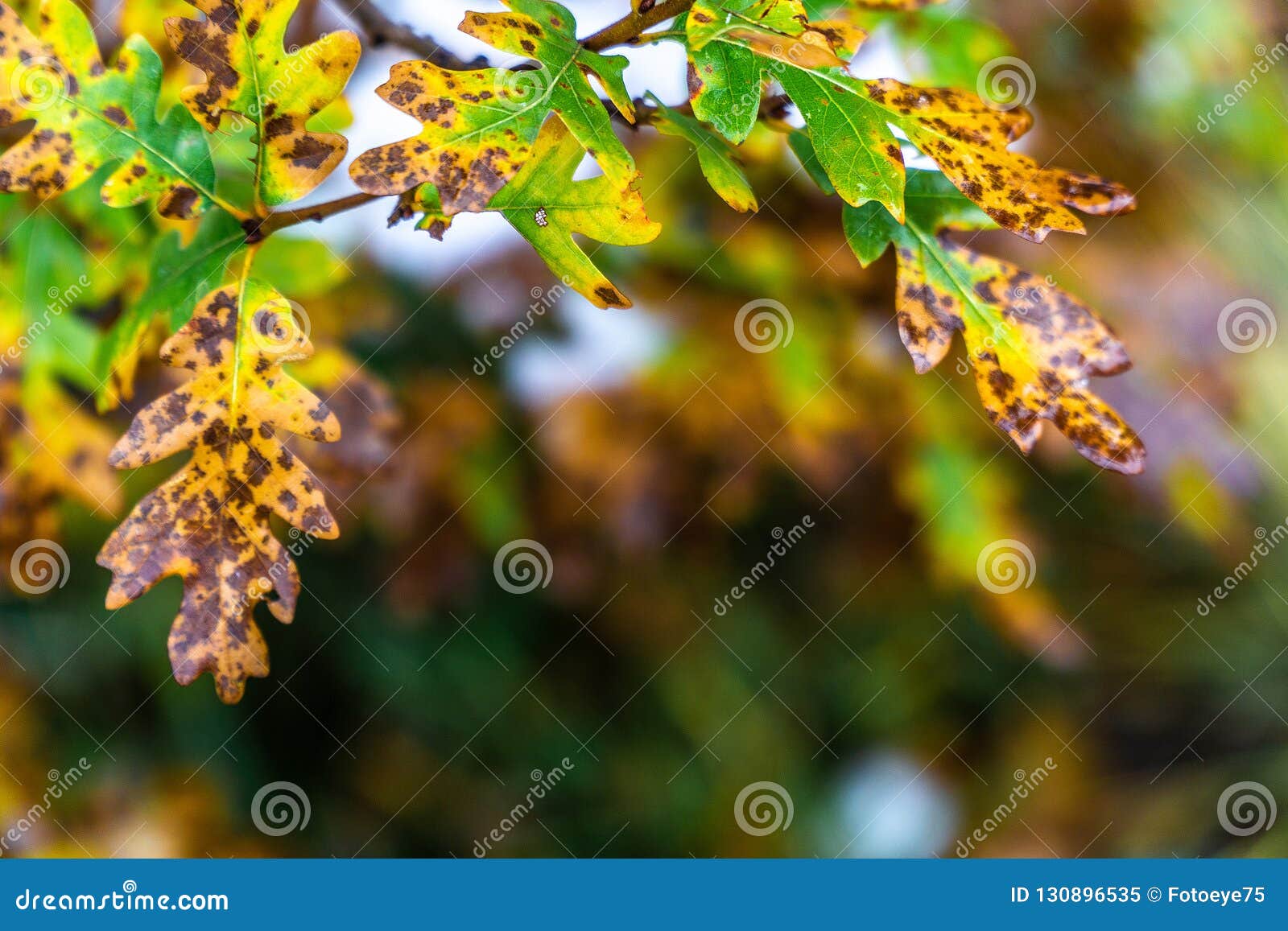 Tree and Leaves during Fall Autumn after Rain Stock Image - Image of ...