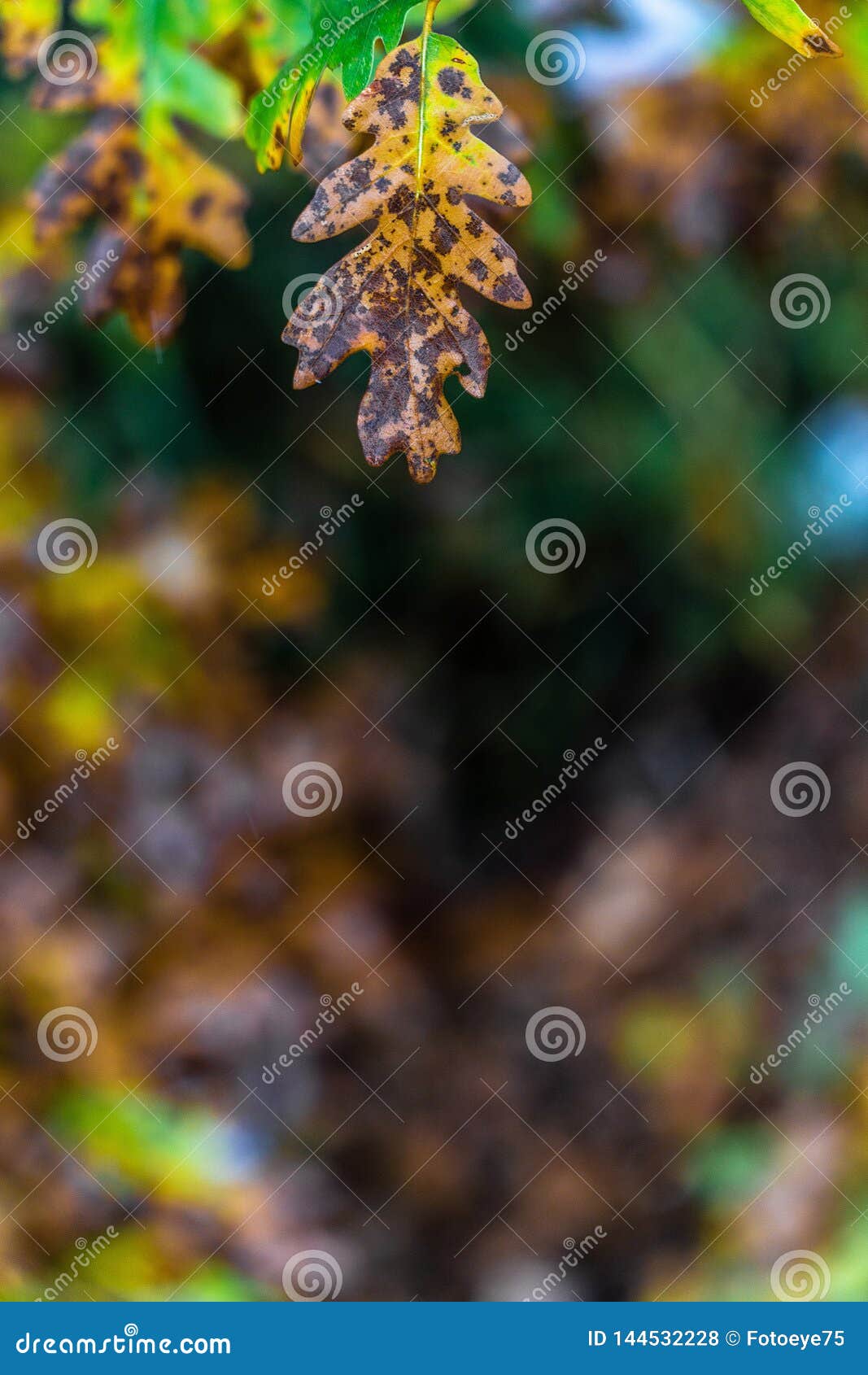 Tree and Leaves during Fall Autumn after Rain Stock Photo - Image of ...
