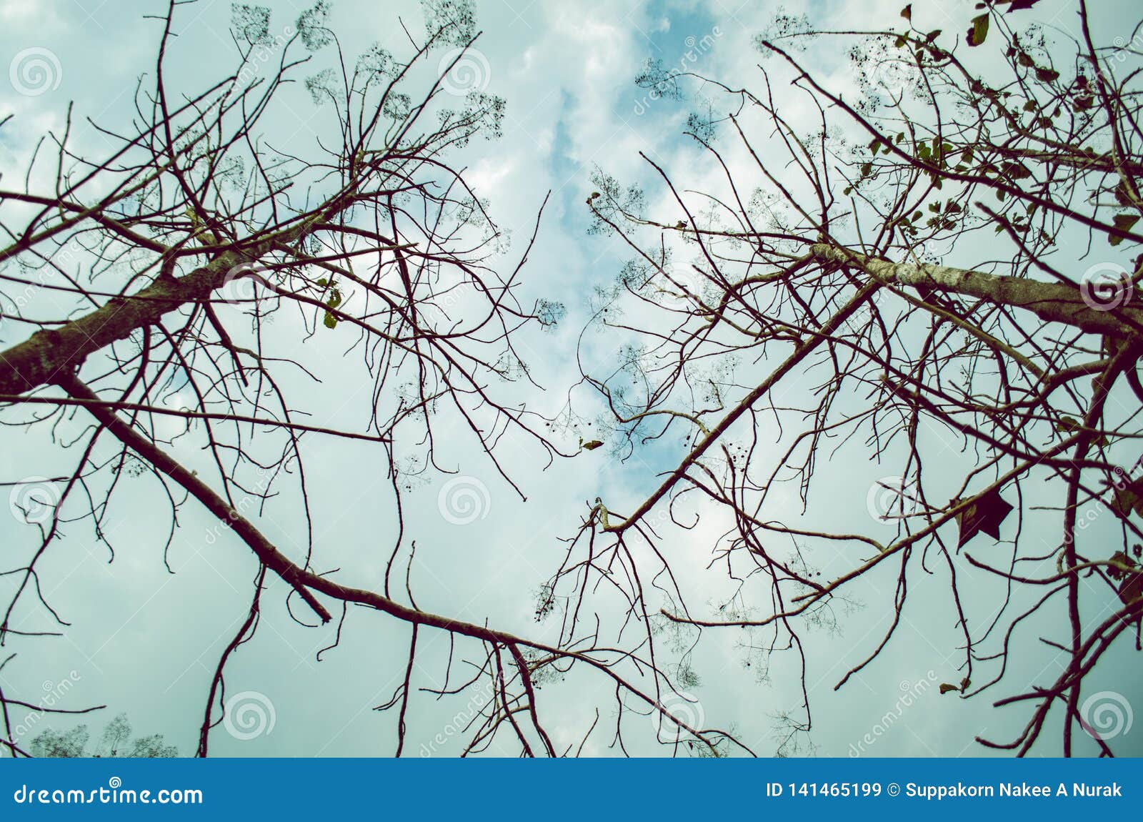 The Tree that Leaves Fall, Leaving only the Branches Stock Image ...