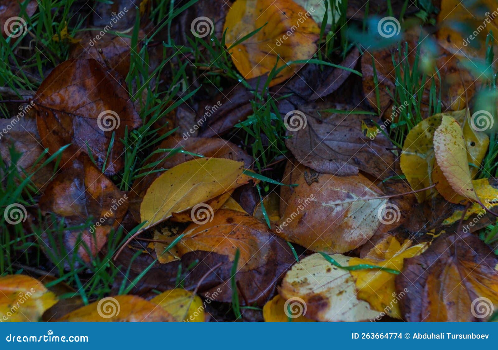 Tree Leaves Falling on the Ground Stock Photo - Image of plant, foliage ...