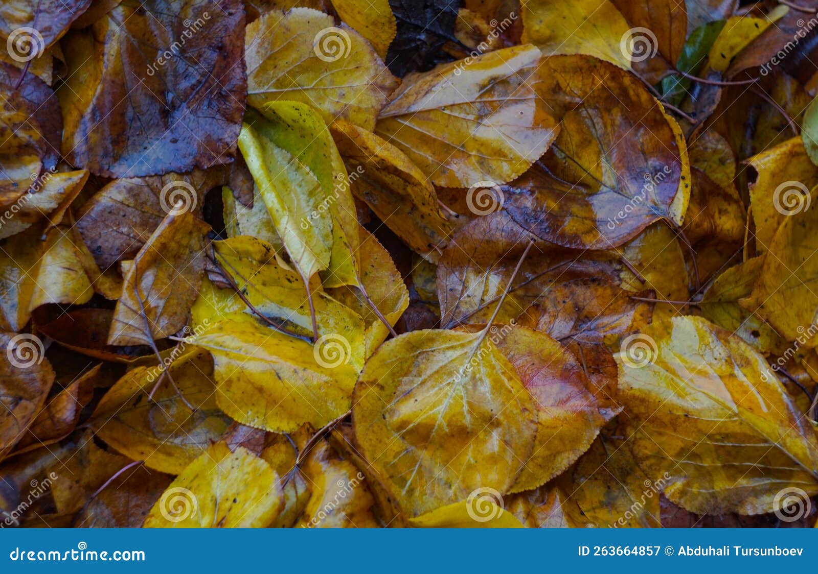 Tree Leaves Falling on the Ground Stock Image - Image of october ...