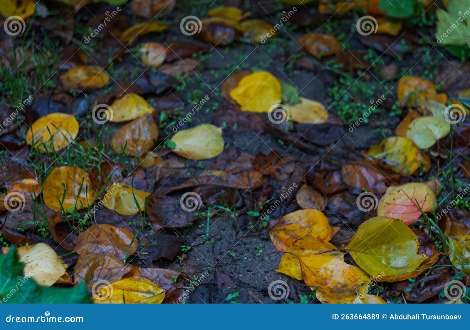 Tree Leaves Falling on the Ground Stock Image - Image of forest ...