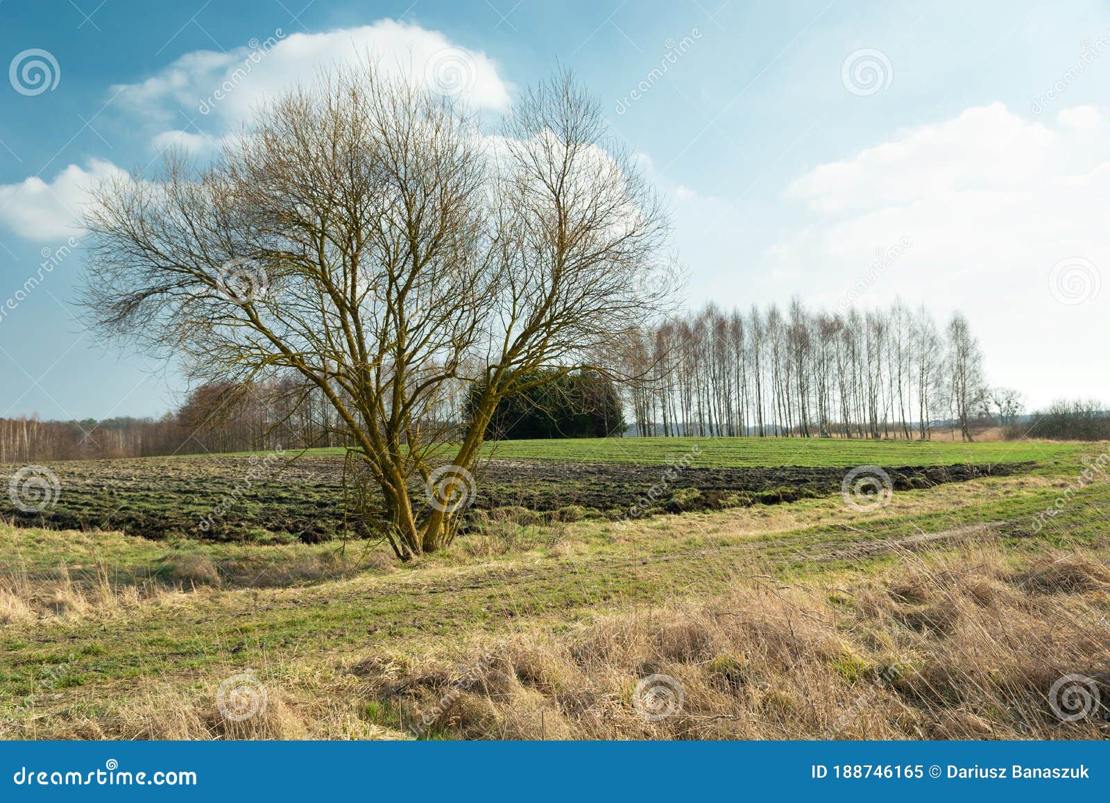 Tree without Leaves and Fields in Spring Sunlight Stock Image - Image ...