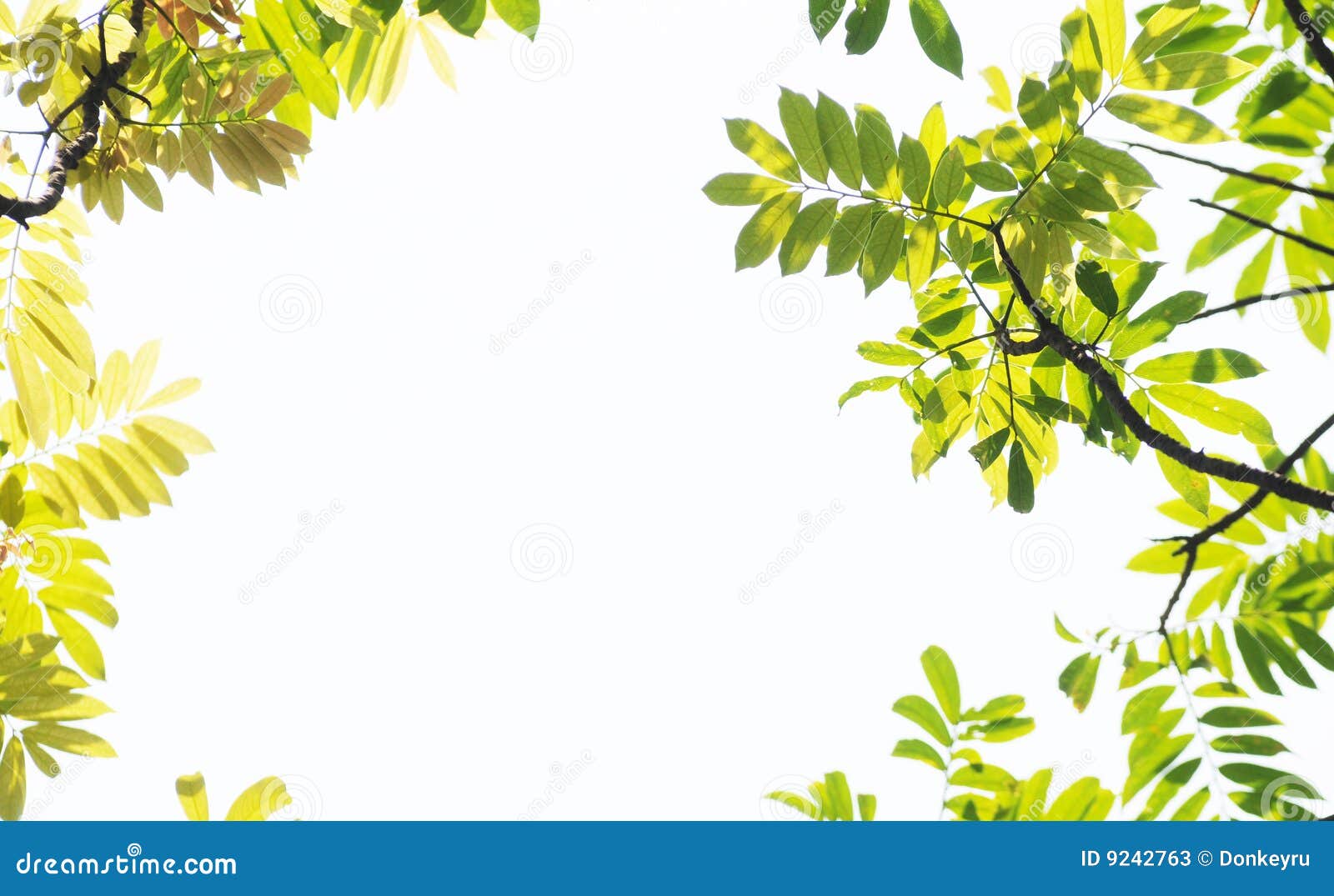 Tree leaves forground stock image. Image of leaves, pure - 9242763