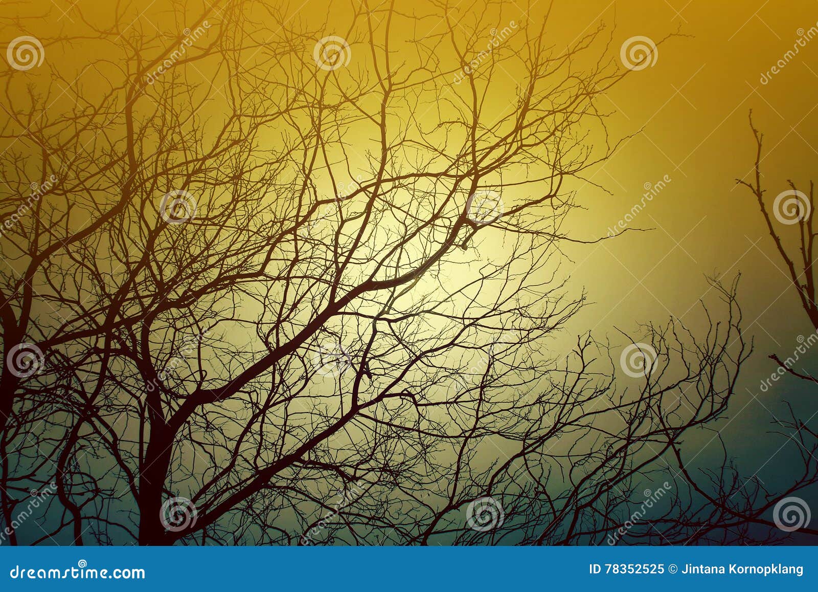 Tree without Leaves are Formed from these Branches Natural Light and ...