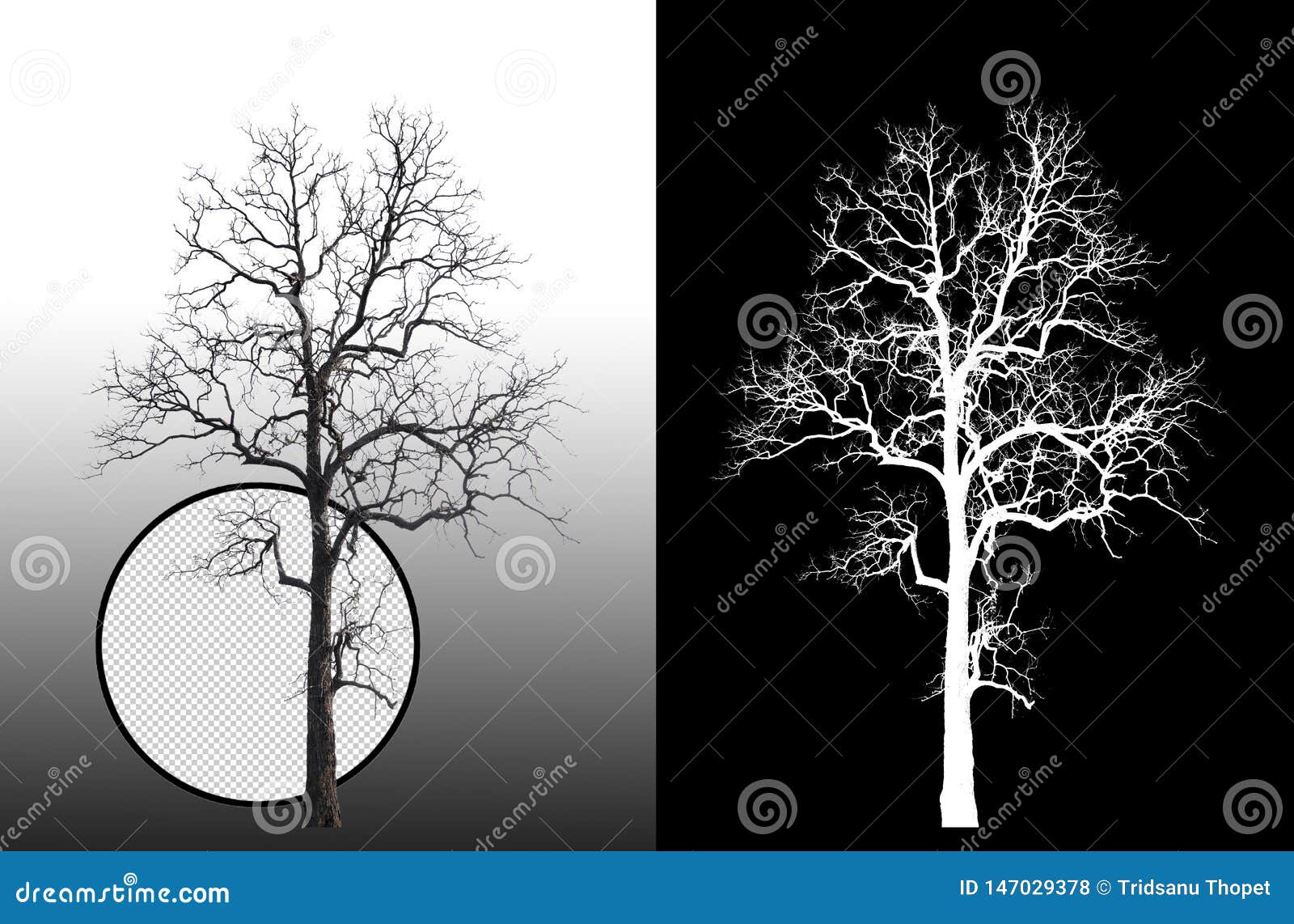 Tree without Leaves on Grey Background Stock Photo - Image of botany ...