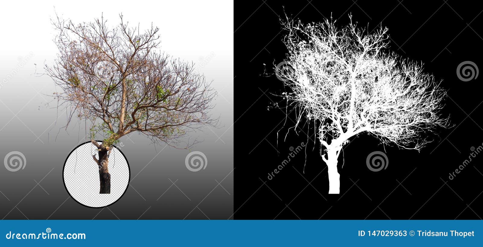 Tree without Leaves on Grey Background Stock Image - Image of nature ...