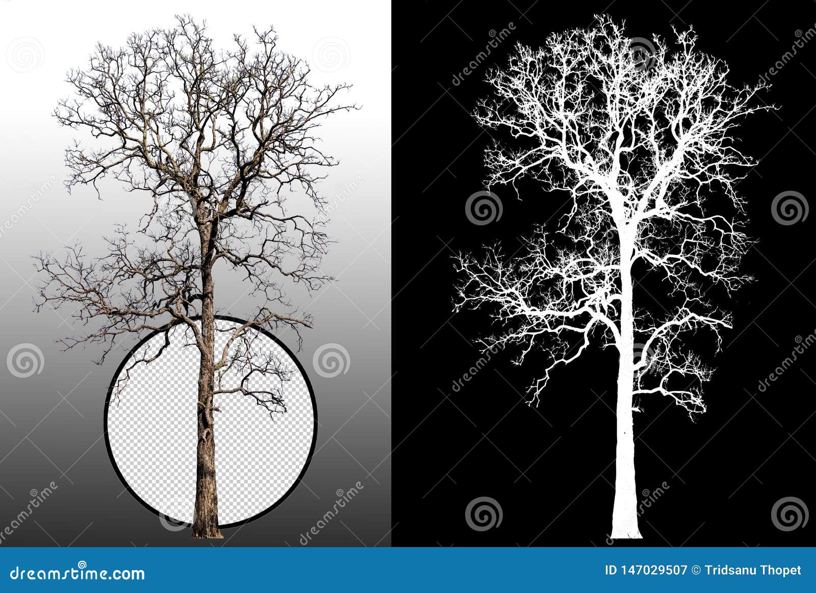Tree without Leaves on Grey Background Stock Image - Image of forest ...