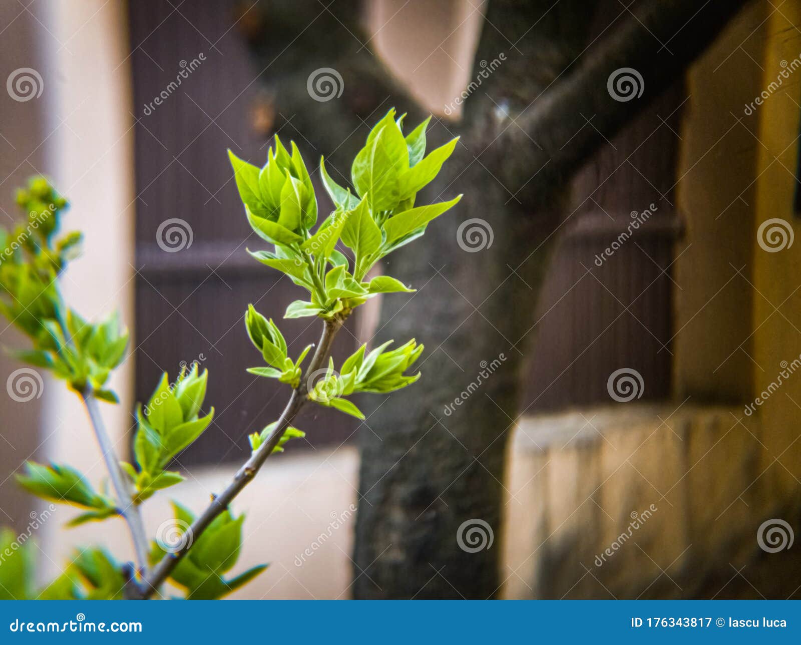 Tree Leaves Growing in Spring. Stock Image - Image of growing, tree ...