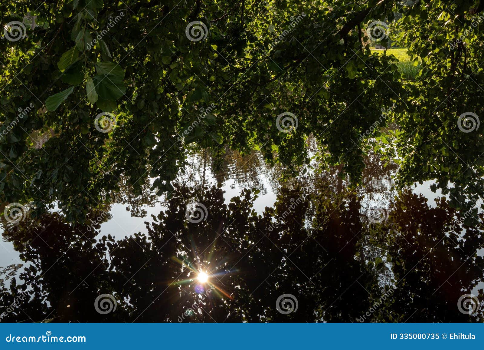 Tree Leaves Hanging Down Over a Pond Surface Stock Image - Image of ...