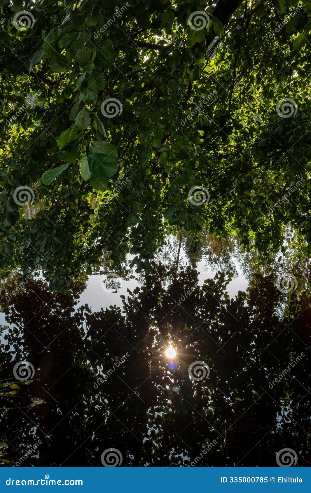 Tree Leaves Hanging Down Over a Pond Surface Stock Image - Image of ...