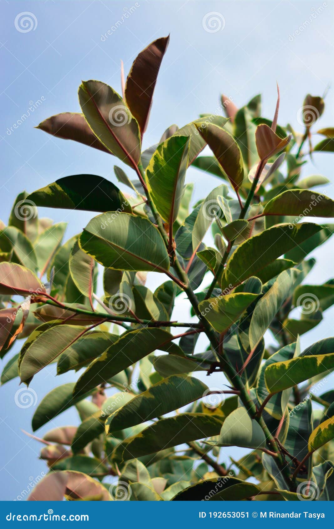 A Tree with Leaves that Have a Colored Pattern Stock Image - Image of ...