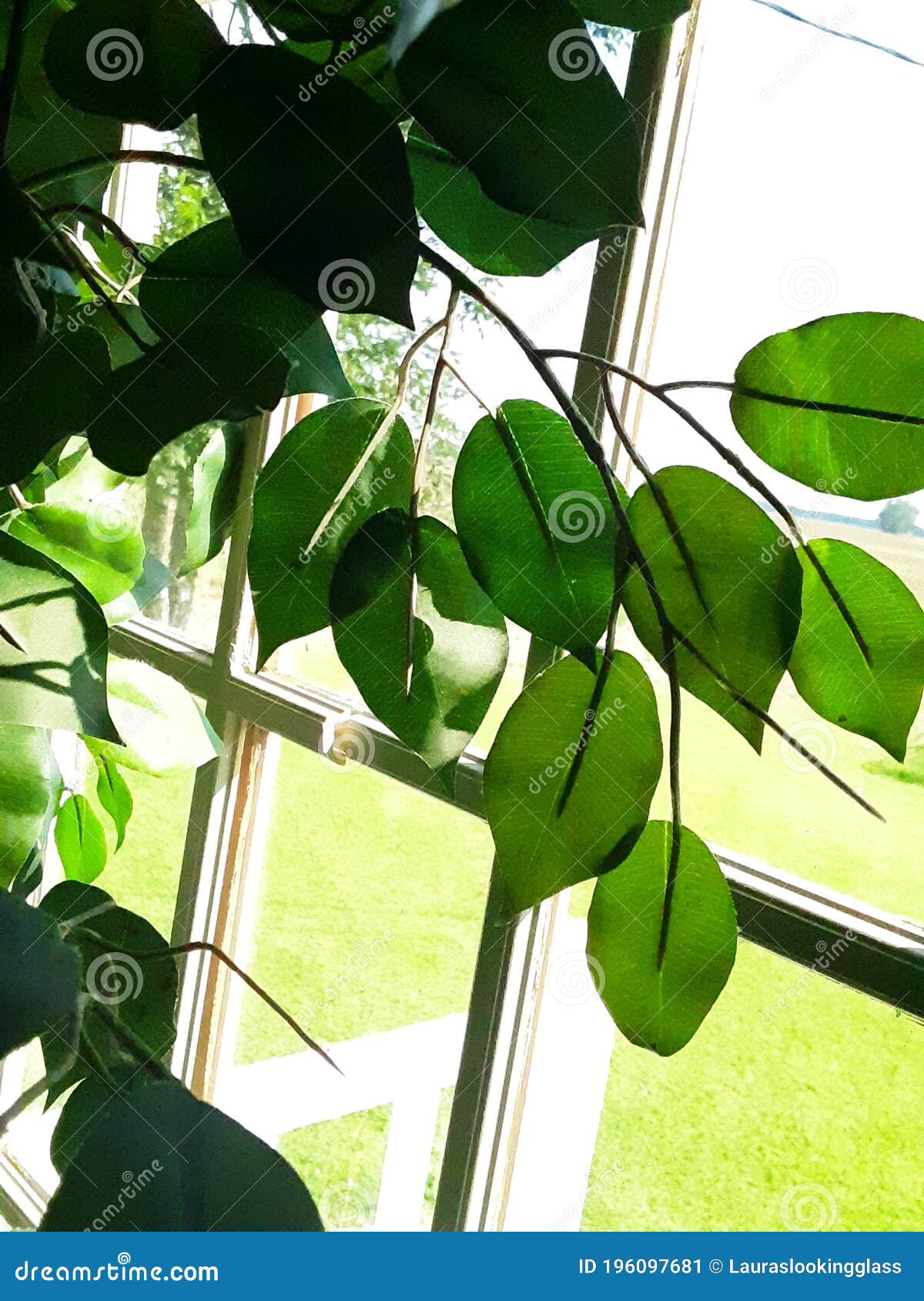 Tree Leaves on Inside of Home instead of Outside Stock Image - Image of ...