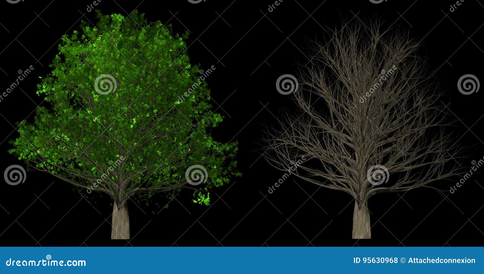 Tree with Leaves and without Leaves Isolated on Black Background Stock ...