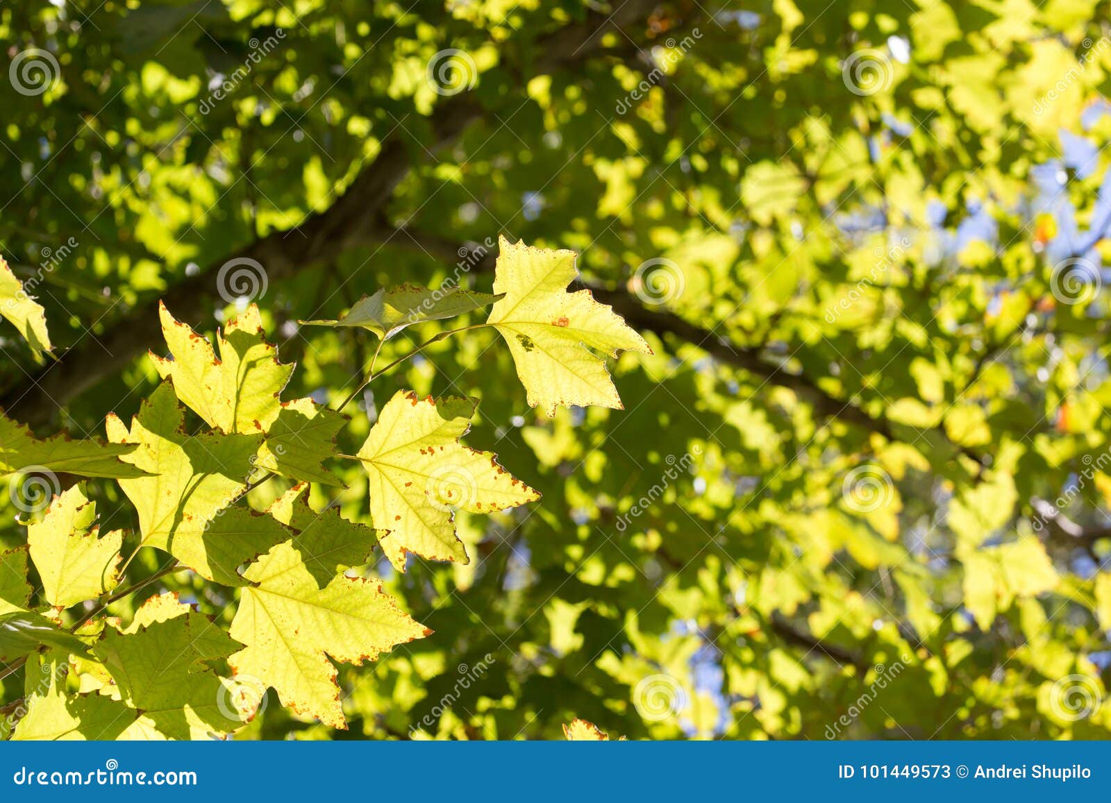 Tree leaves in nature stock image. Image of pink, fresh - 101449573