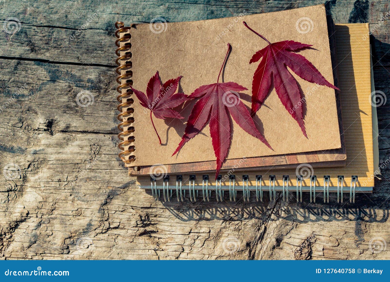 Tree Leaves Over a Notebook Page Stock Photo - Image of ecology, garden ...