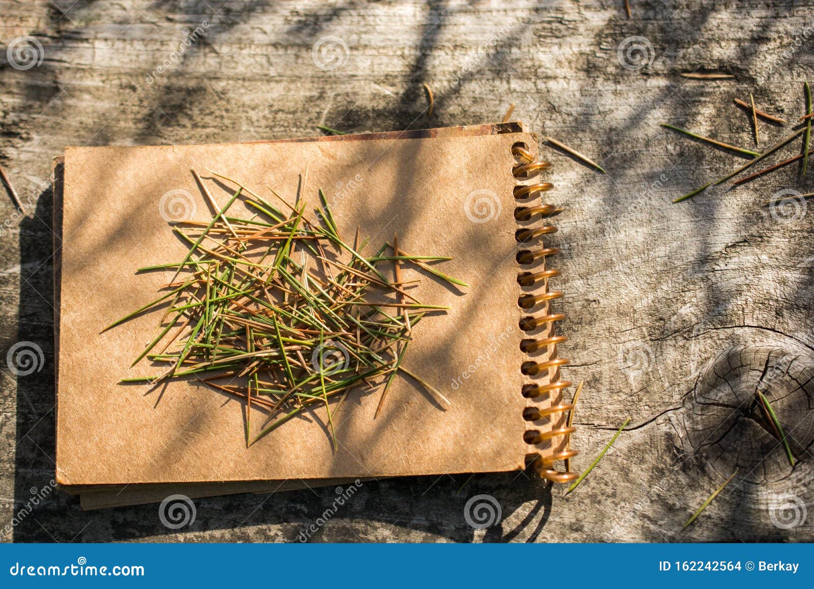 Tree Leaves Over a Notebook Page Stock Photo - Image of organic ...