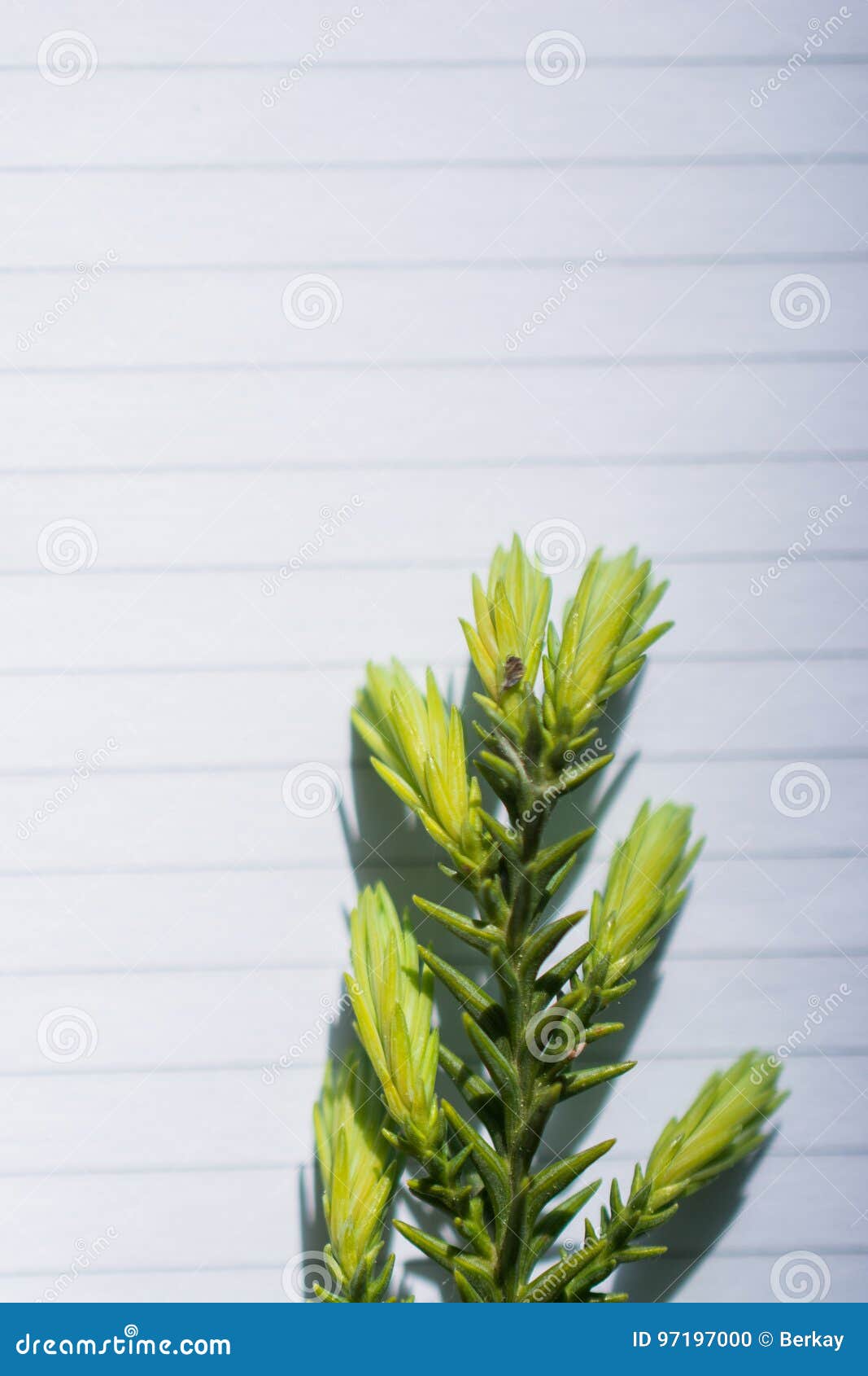 Tree Leaves Over a Notebook Page Stock Photo - Image of flora, organic ...