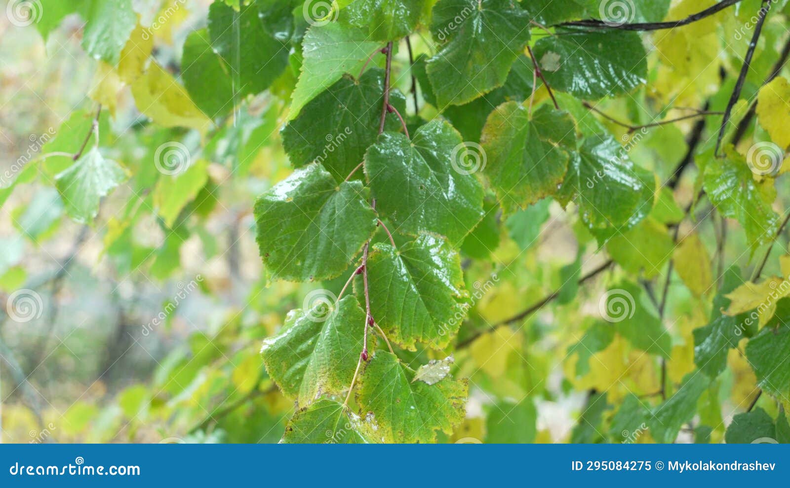 Rain on Tree Leaves in the Forest Stock Video - Video of green, fall ...