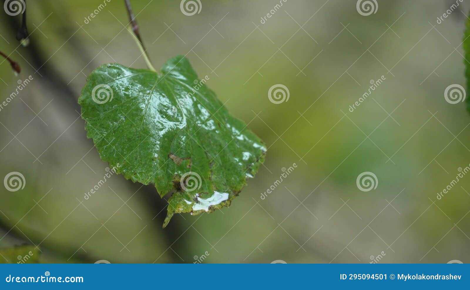 Rain on Tree Leaves in the Forest Stock Video - Video of drops, natural ...