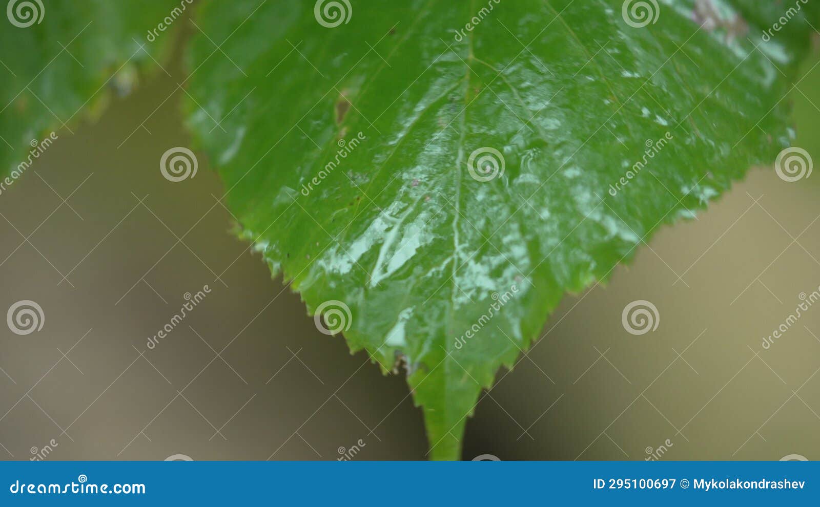 Rain on Tree Leaves in the Forest Stock Video - Video of liquid, leaves ...