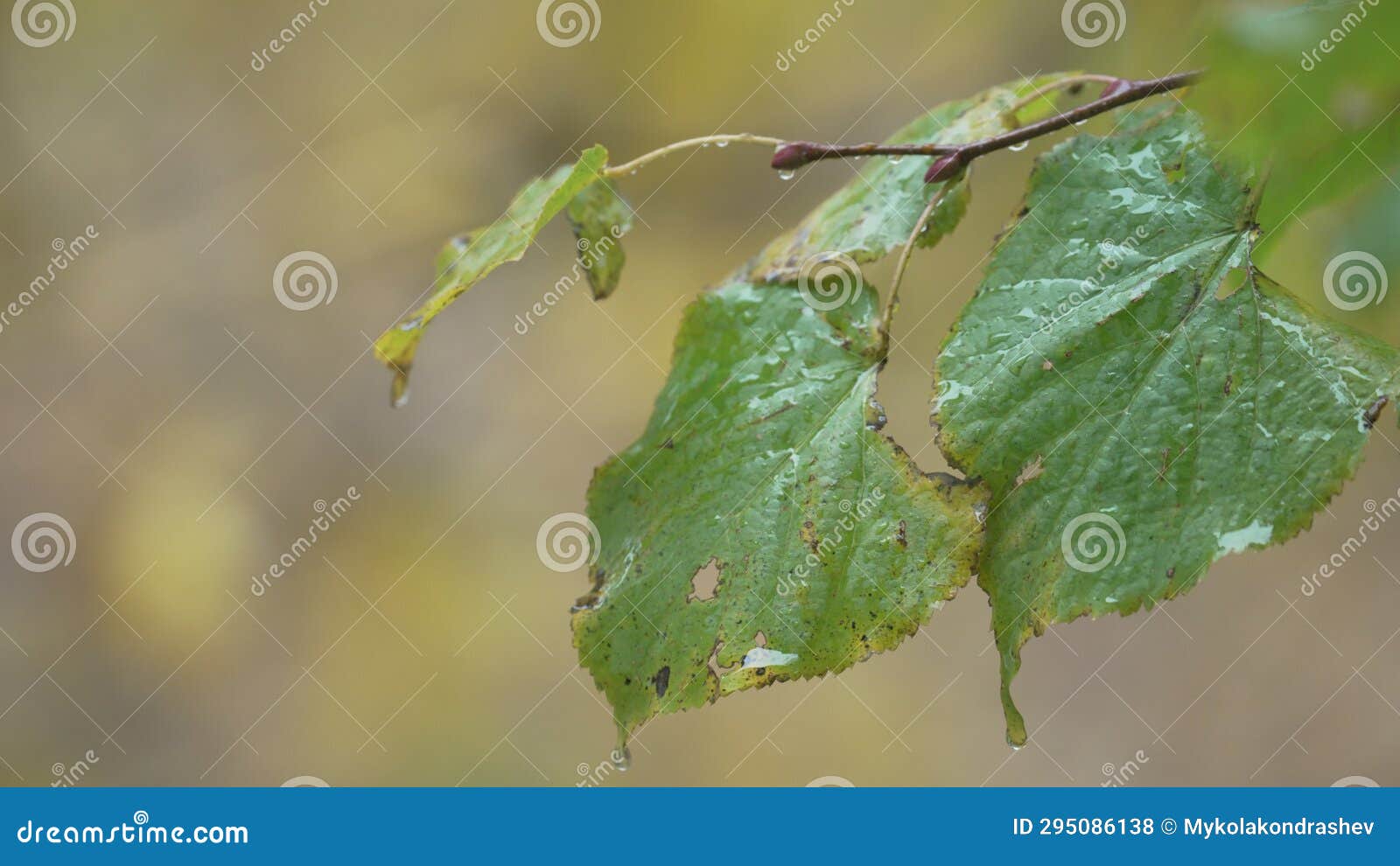 Rain Water on Tree Leaves in the Forest Stock Footage - Video of fresh ...