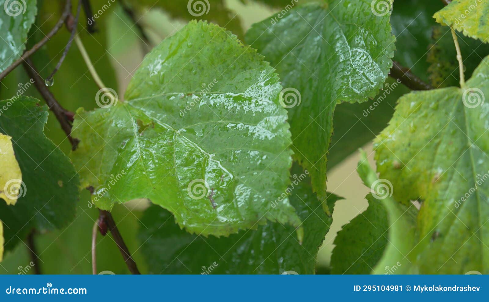 Rain Water on Tree Leaves in the Forest Stock Video - Video of drops ...