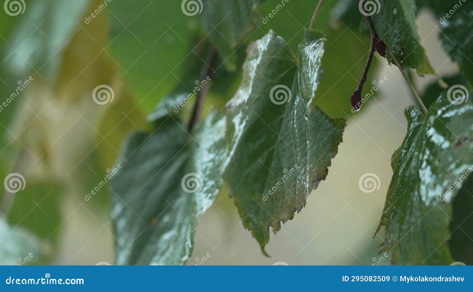 Tree Leaves during Rain during the Day Stock Video - Video of drops ...